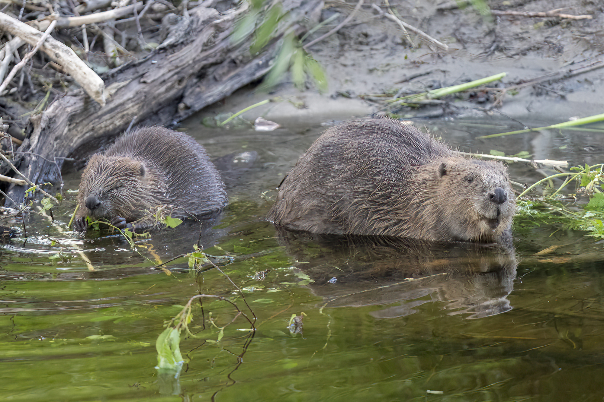 Eager for beavers: inspiration from Bavaria | Ecohustler