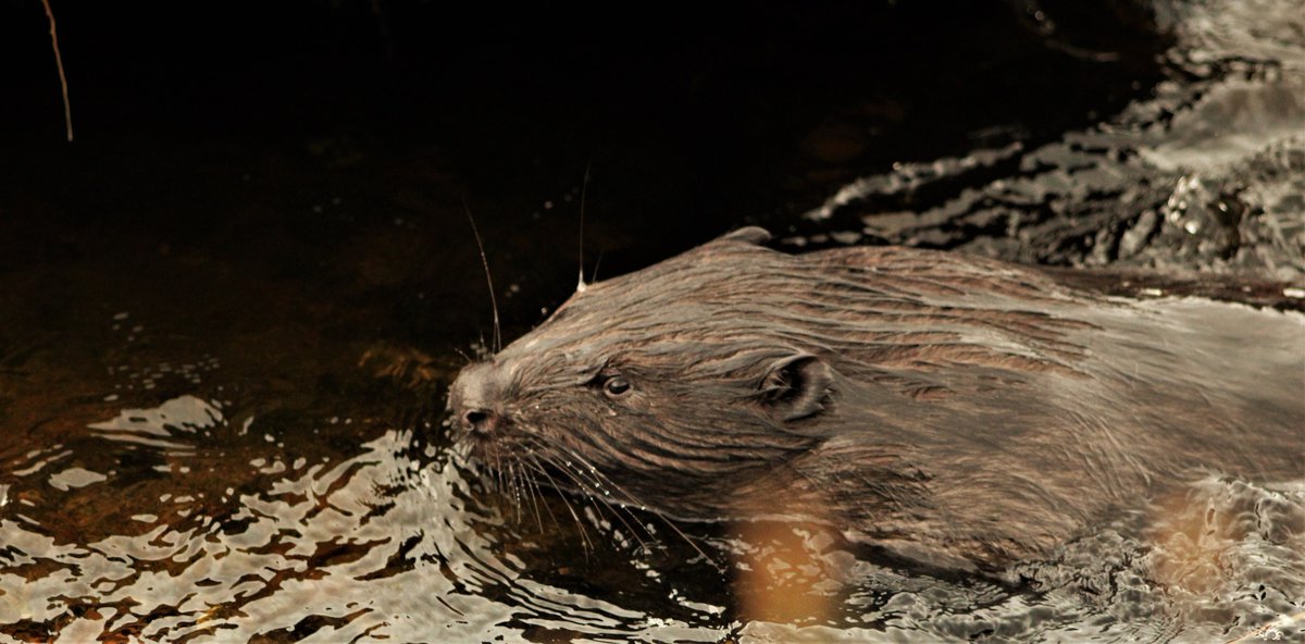 The rightful return of the beaver to Britain | Ecohustler