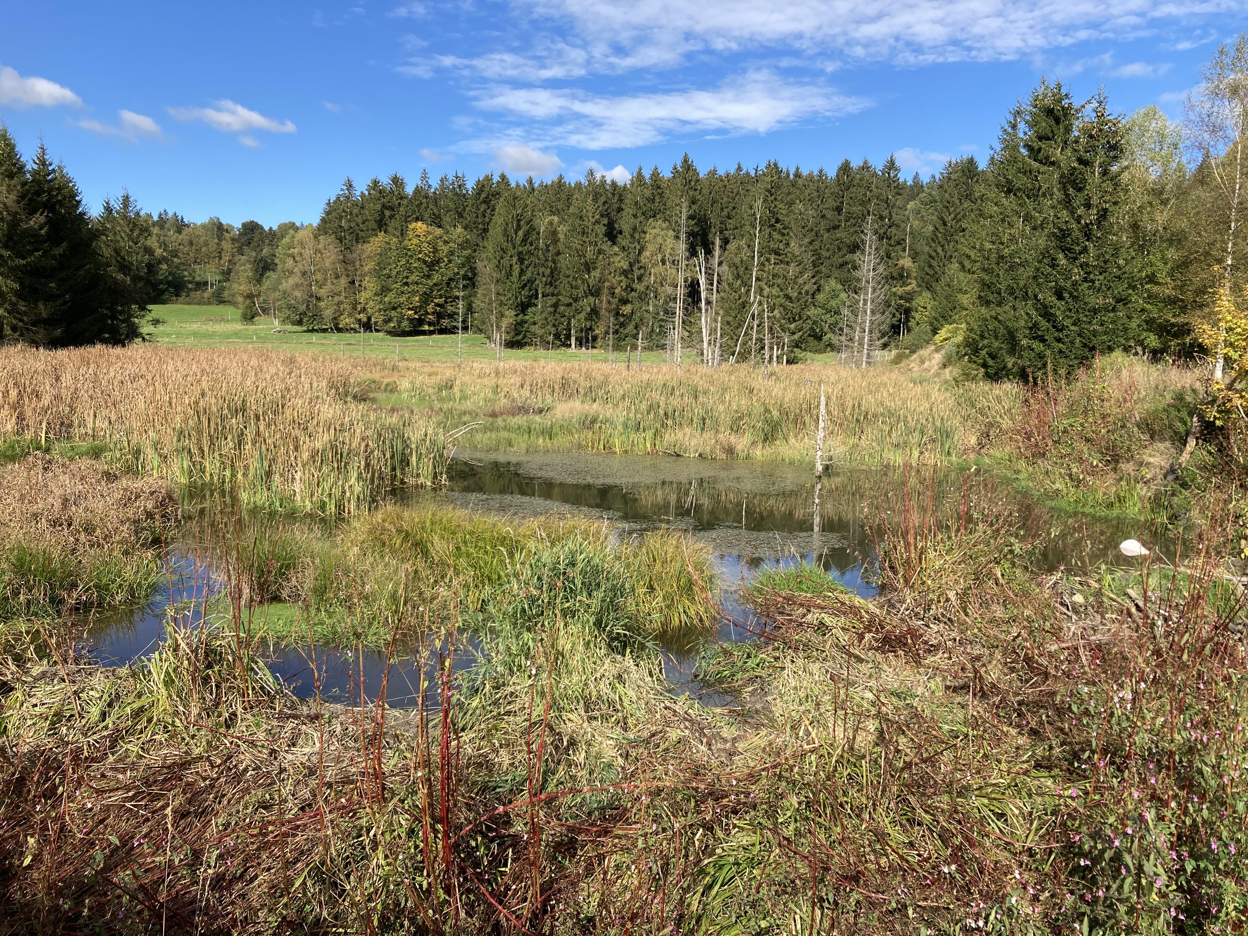Eager for beavers: inspiration from Bavaria | Ecohustler