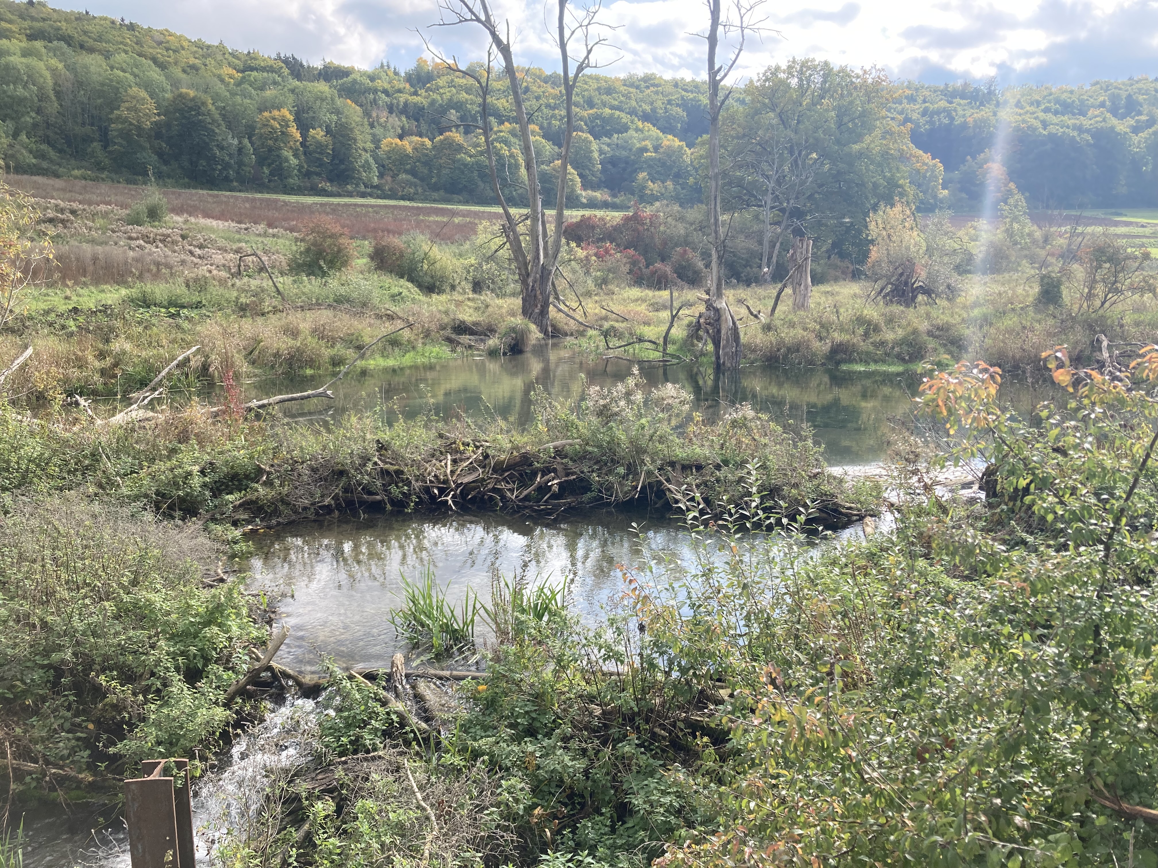 Eager for beavers: inspiration from Bavaria | Ecohustler