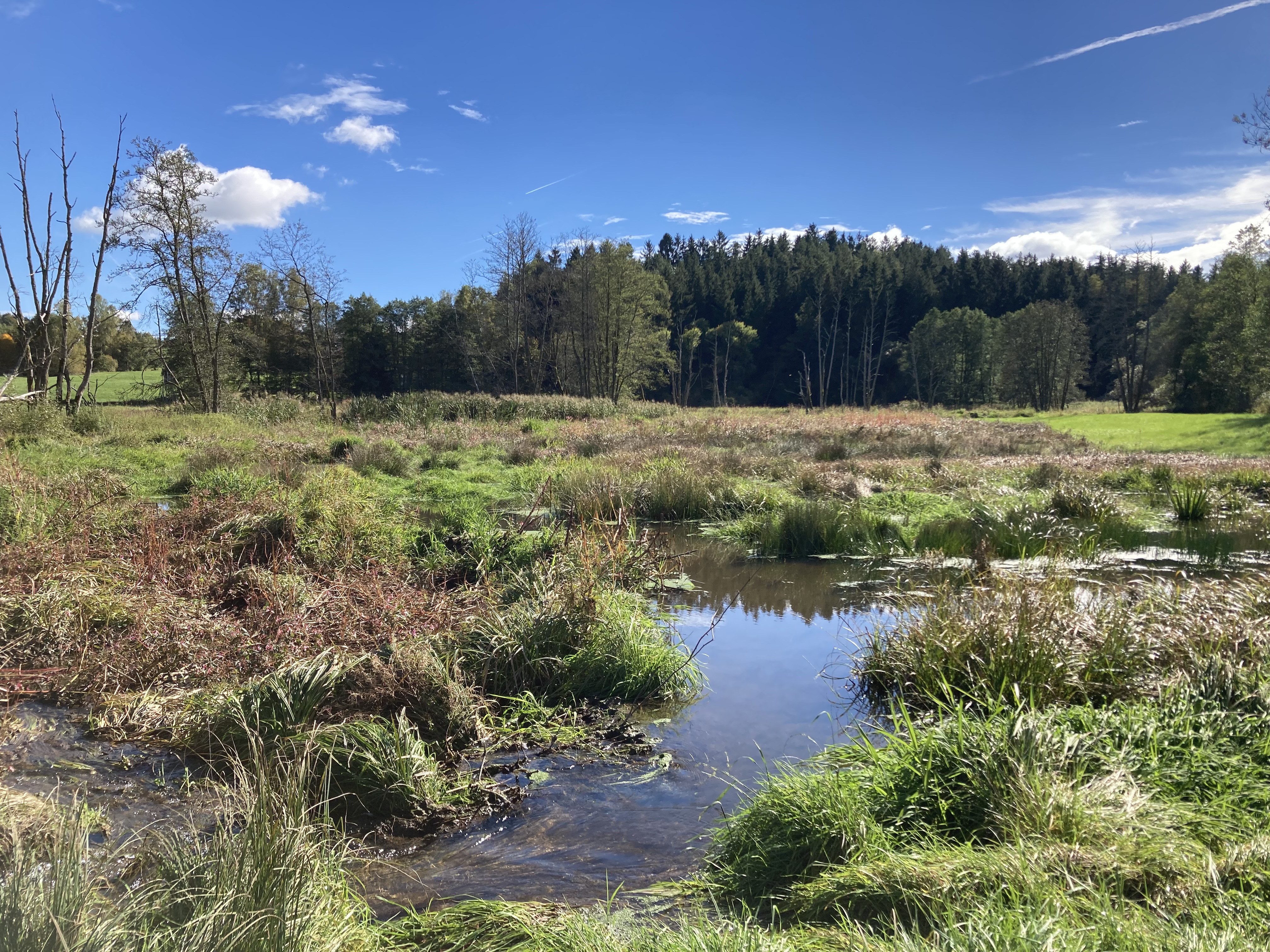 Eager for beavers: inspiration from Bavaria | Ecohustler